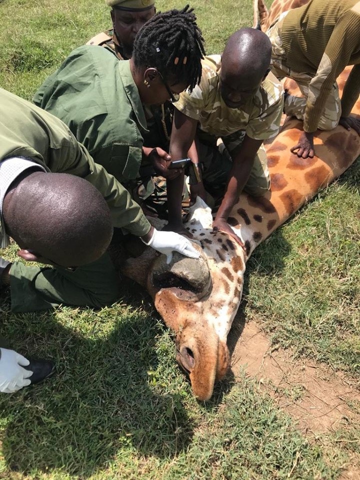 Govt Agency Swings to Action After Sick Giraffe Photo Goes Viral ...