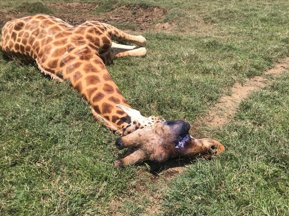 Govt Agency Swings to Action After Sick Giraffe Photo Goes Viral ...
