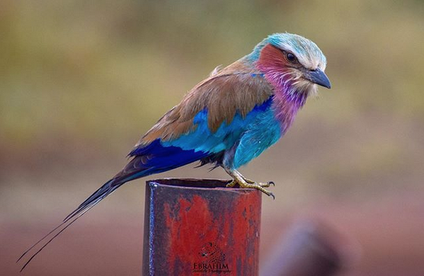 8 Interesting Facts About Kenya's National Bird [PHOTOS & VIDEOS ...