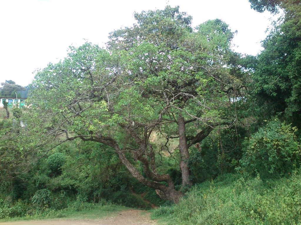 Road Where Uhuru’s Convoy Got Stuck Sparks Divisions - Kenyans.co.ke