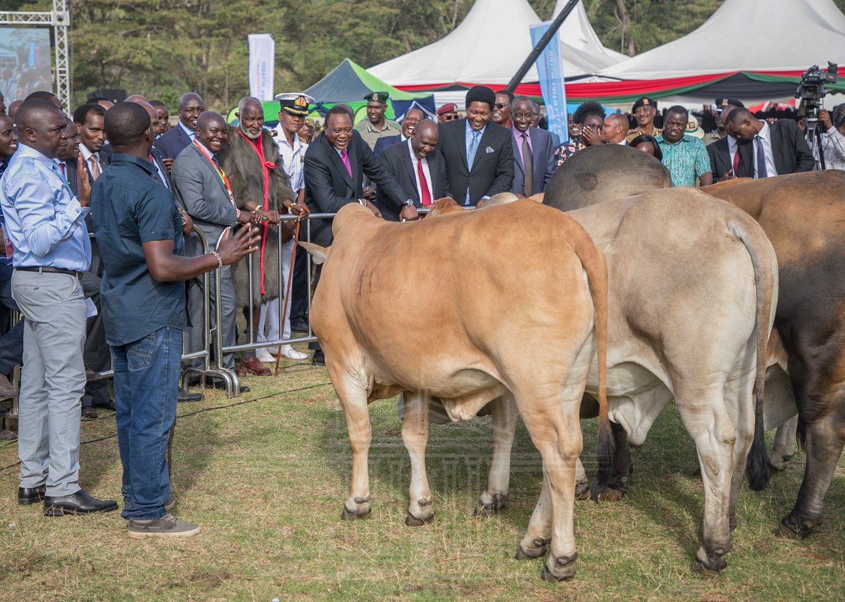 Uhuru Buys Ksh1.1 Million Dairy Cow - Kenyans.co.ke