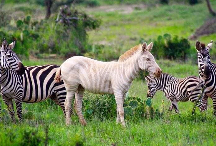 Rare Golden Zebra Spotted in Laikipia Causes a Stir [PHOTOS] - Kenyans ...