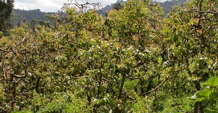 Guard Kills Homeowner's Son in Mistaken Miraa Theft Case - Kenyans.co.ke