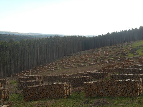 Fort Ternan - The Prehistoric Site and Tourist Attraction - Kenyans.co.ke