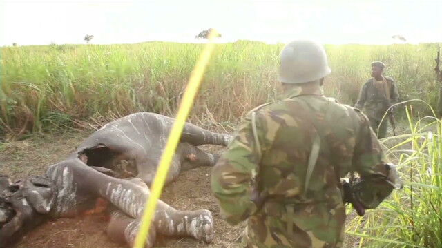 How ‘Ahmed the Elephant’ Was Saved by Students' Letter Writing Campaign ...