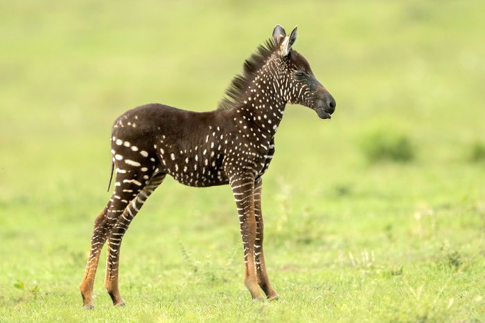 Polka-Dotted Zebra Leaves Kenya - Kenyans.co.ke