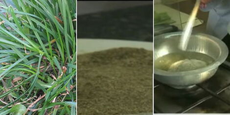 University Students Make Ugali Flour From Grass, Sell at Ksh35 per Kilo ...