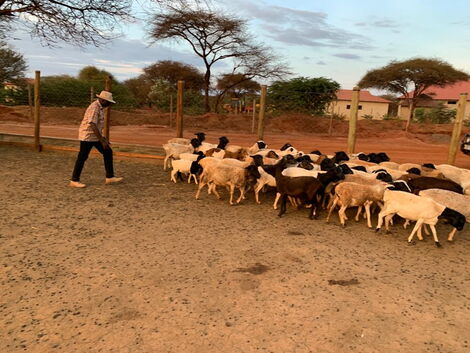 DP Ruto Takes Time Off to Herd Cattle [PHOTOS] - Kenyans.co.ke