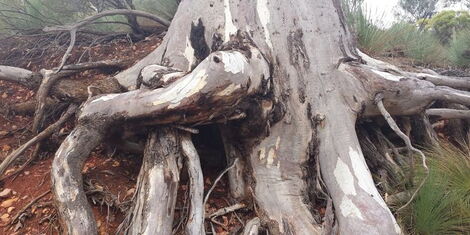 NEMA Guidelines to Follow Before Planting Eucalyptus Trees - Kenyans.co.ke