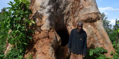 Family Puts 200-Year-old Tree on Sale to Raise Medical Bill - Kenyans.co.ke