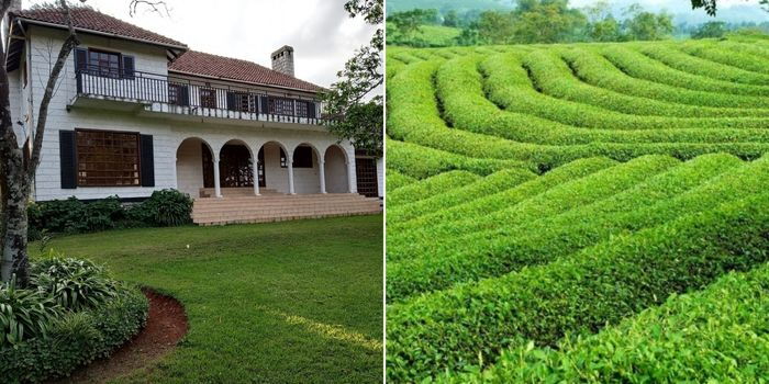 Tigoni: Inside Leafy Nairobi Satellite Attracting Rich Kenyans ...