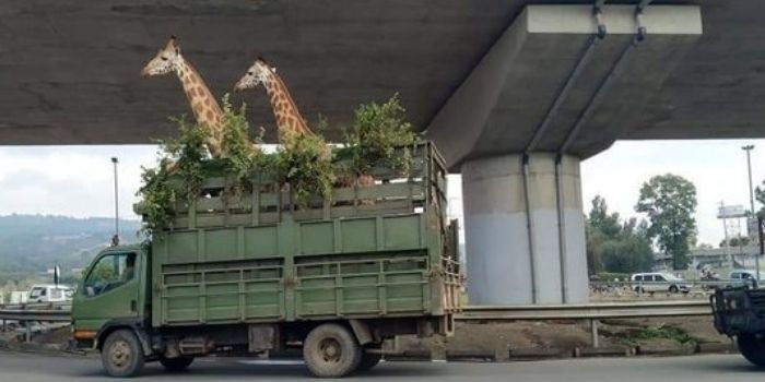 Viral Photo of 2 Giraffes in Truck Explained - Kenyans.co.ke