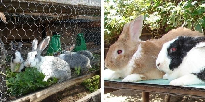 How to Earn Millions From Rabbit Farming in Nairobi - Kenyans.co.ke