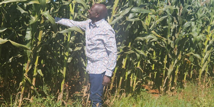 Govt to Import 4 Million Bags of Maize Despite Bumper Harvest - Kenyans ...
