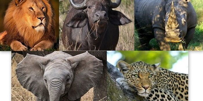 Government to Make Addition to the Big 5 Animals - Kenyans.co.ke