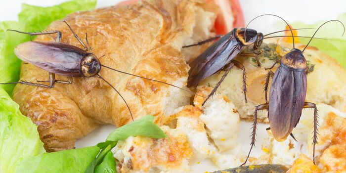 Meet Nairobi Artist Who Eats Cockroaches for Dinner [VIDEO] - Kenyans.co.ke