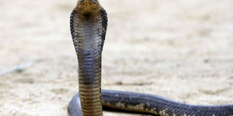 Jonathan Leakey: The Man Who Minted Millions From Snake Farming in ...