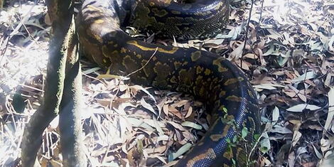 What to Do When You Meet the Python at Karura - Former Forest Boss ...